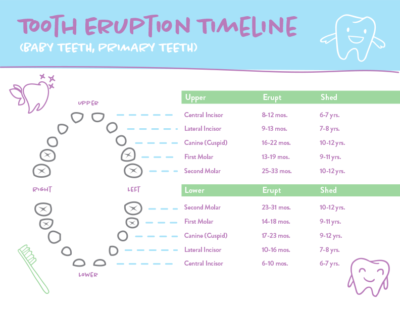 Permanent Teeth Eruption Chart The Mean Age And The Sequence Of